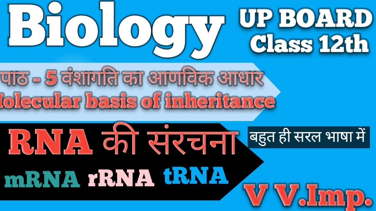 #Upboard Class-12th biology Structure of RNA|| types of RNA-mRNA,rRNA ...