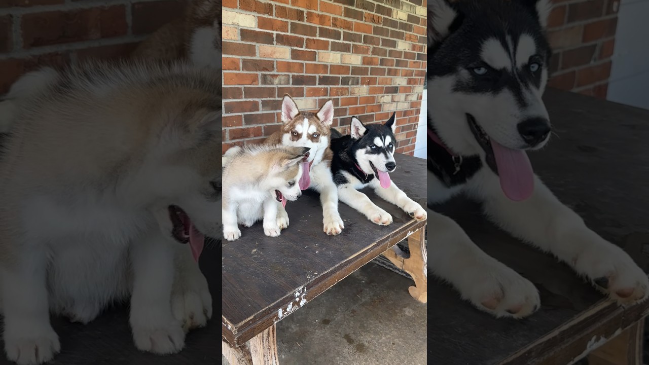 My three dogs are so lovely and so sweet ️ ️ ️ - YouTube