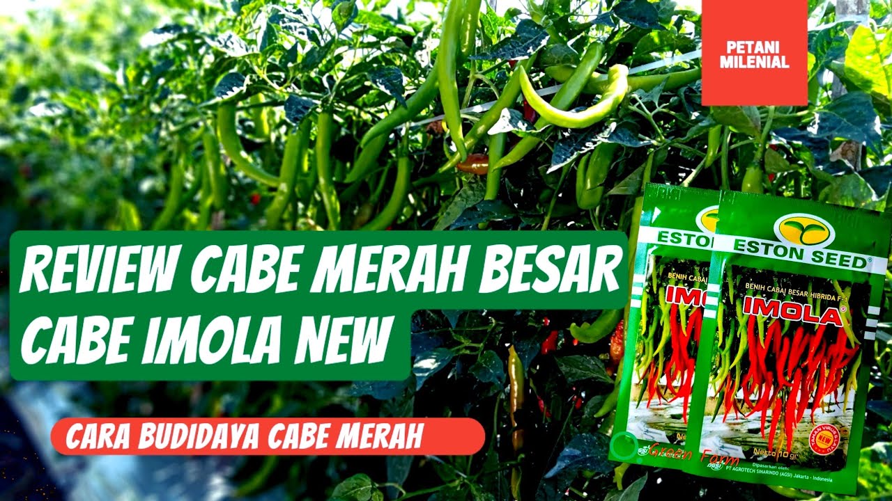 Review cabe merah imola || cabe imola new || cabe merah imola reborn ...