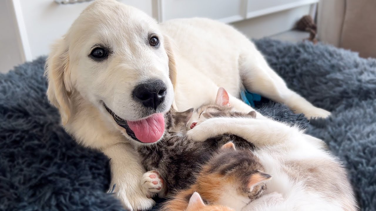 Tiny Puppy Thinks She is the "Baby Kitten" of a Mom Cat - YouTube