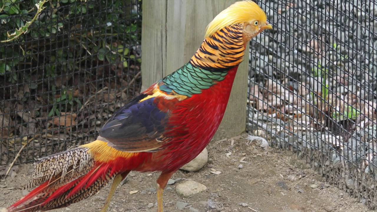 Wamogo Photo Students at Livingston Ripley Waterfowl Conservan - YouTube