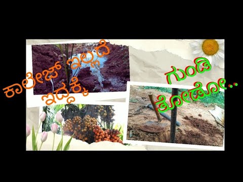 ಕಾಲೇಜ್ ಇಲ್ಲ ಅಂತ ಮನೇಲಿ ಗುಂಡಿ ತೋಡಕ್ಕಿಕ್ಕಿದ್ದಾರೆ ....adike gida #college ...