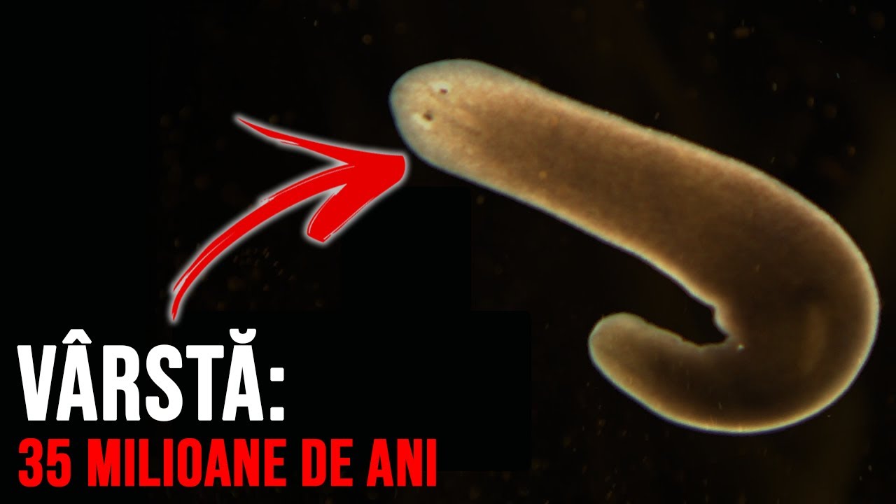 7 Animale Care NU Mor NICIODATA - YouTube
