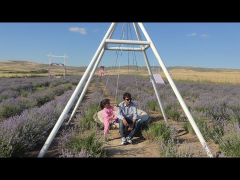 Visiting The Lavender Field of Gabala Azerbaijan