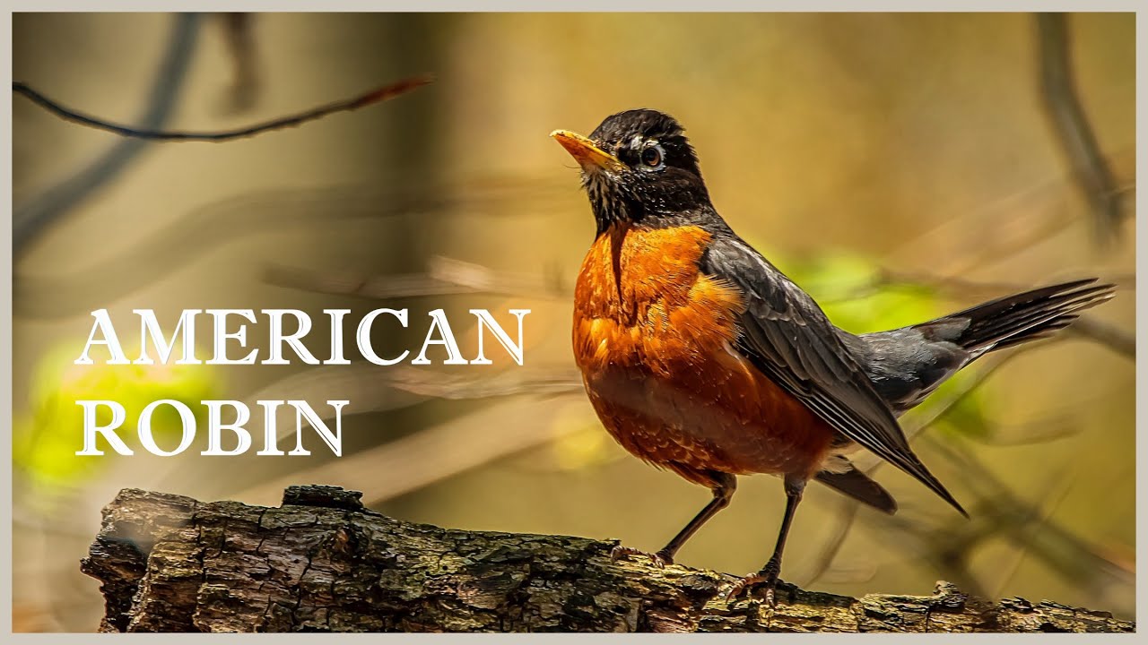 Wake up early to listen for a american robin bird call! - YouTube