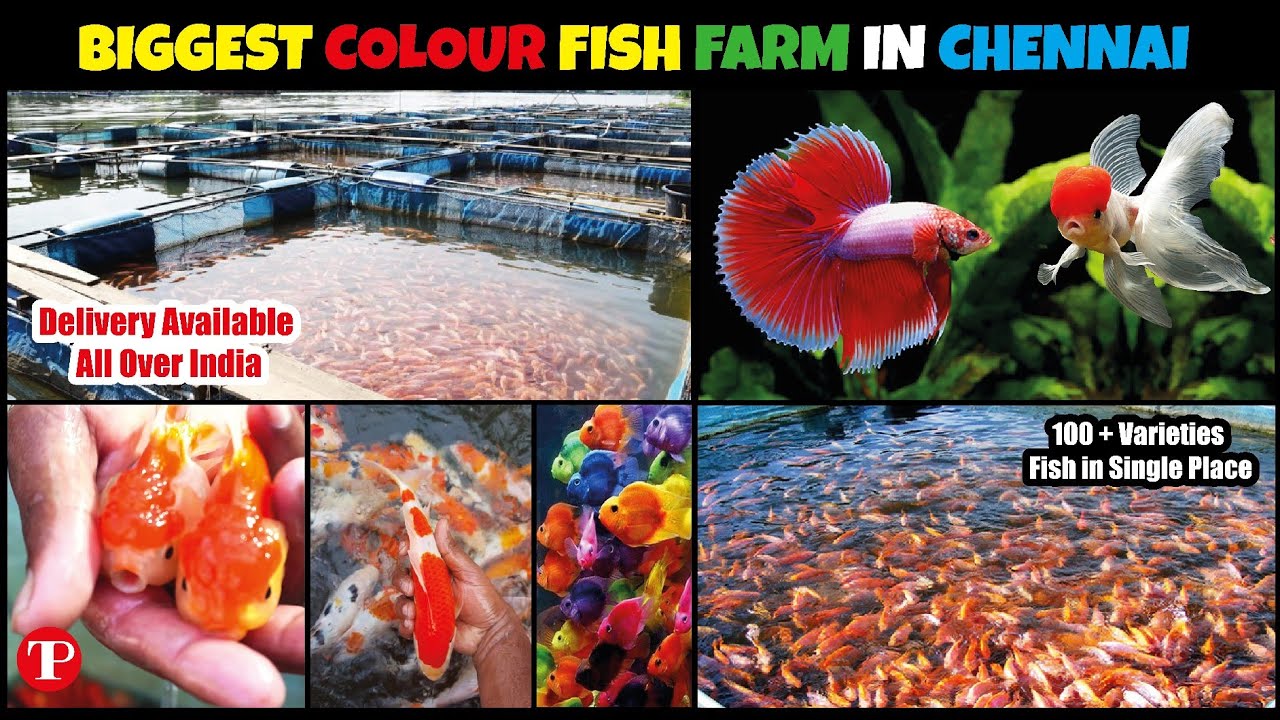 ரூ 5 முதல் Color Fish farm | Biggest Fish Farm | Kolathur Fish Farm ...