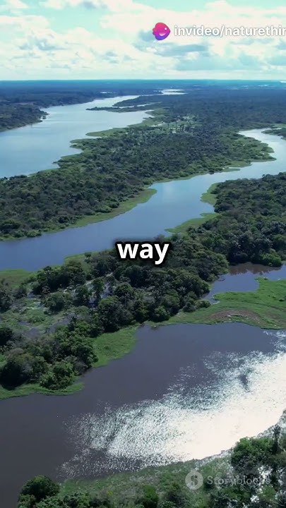 Breathtaking View of the Amazon Forest - YouTube