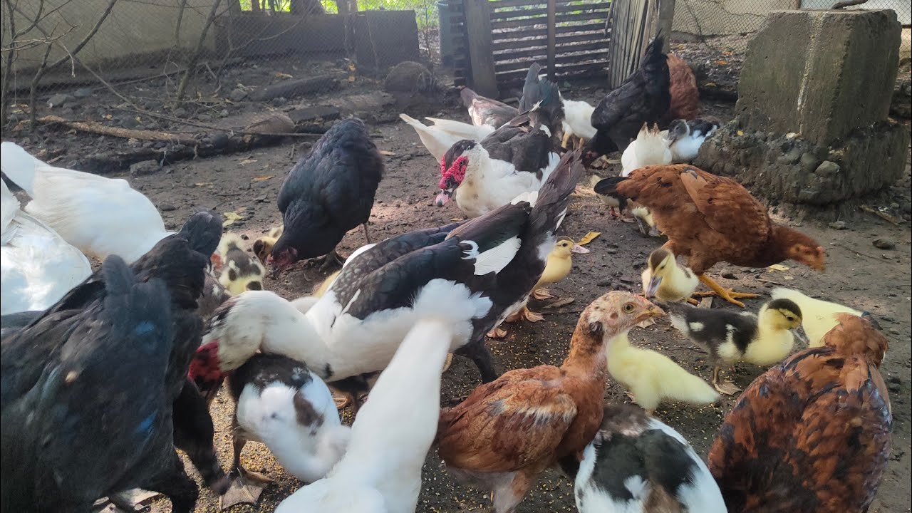 Madami Na Tayong Alaga - Magbenta Na Tayo | Kita Sa Pag Aalaga Ng Manok ...