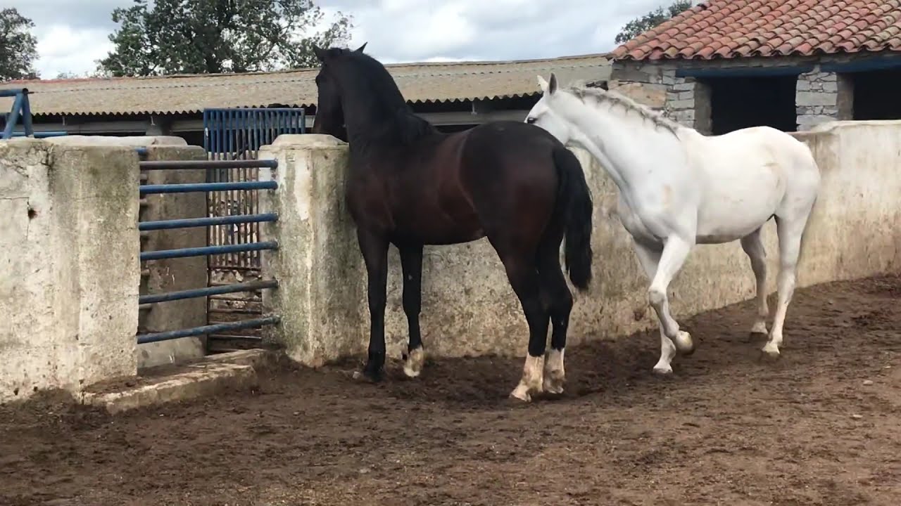 Caballo y yegua juegan y retozan.first time.caballos y yeguas ...
