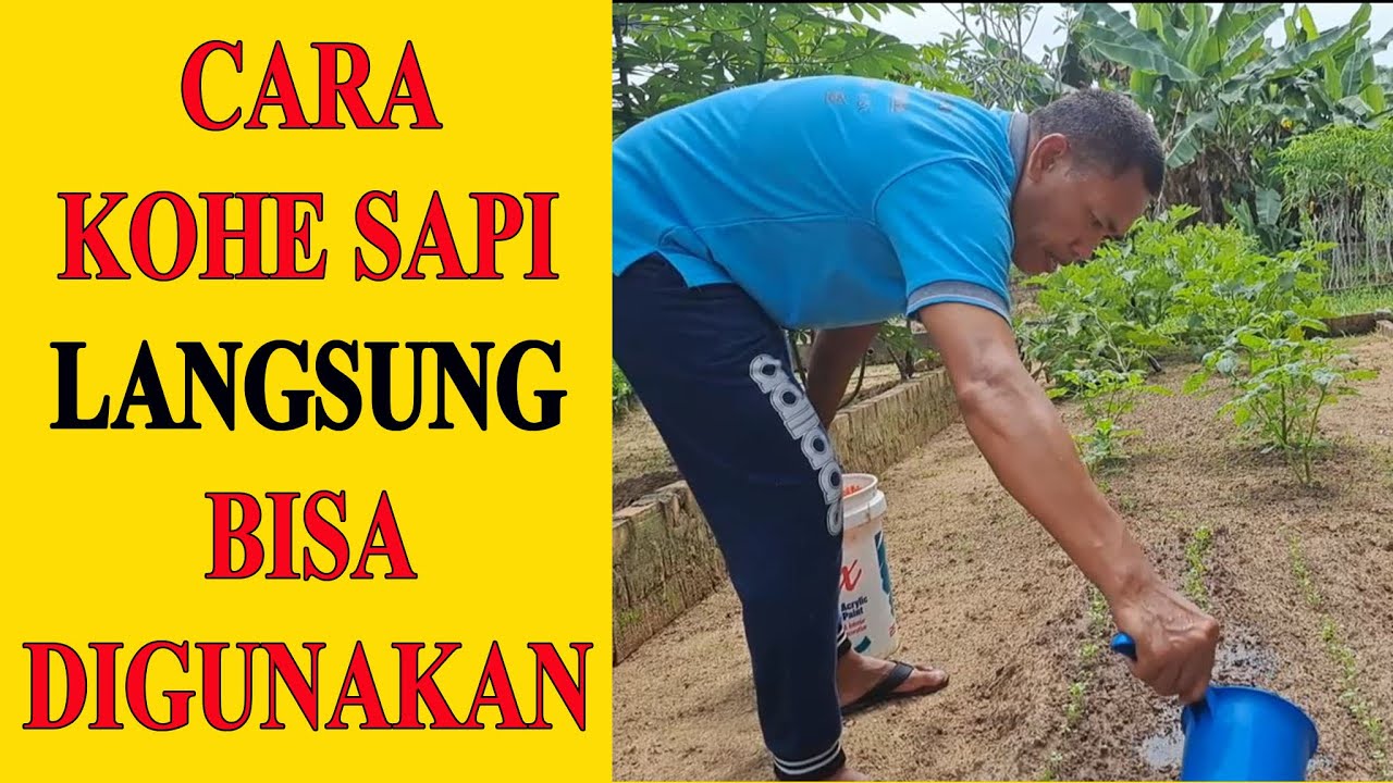 Cara membuat pupuk organik cair kohe sapi segar bisa langsung di ...