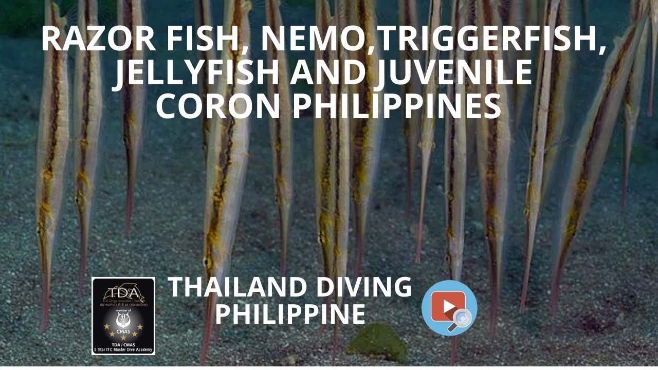 Razor fish, nemo,triggerfish, jellyfish and juvenile has Coron ...
