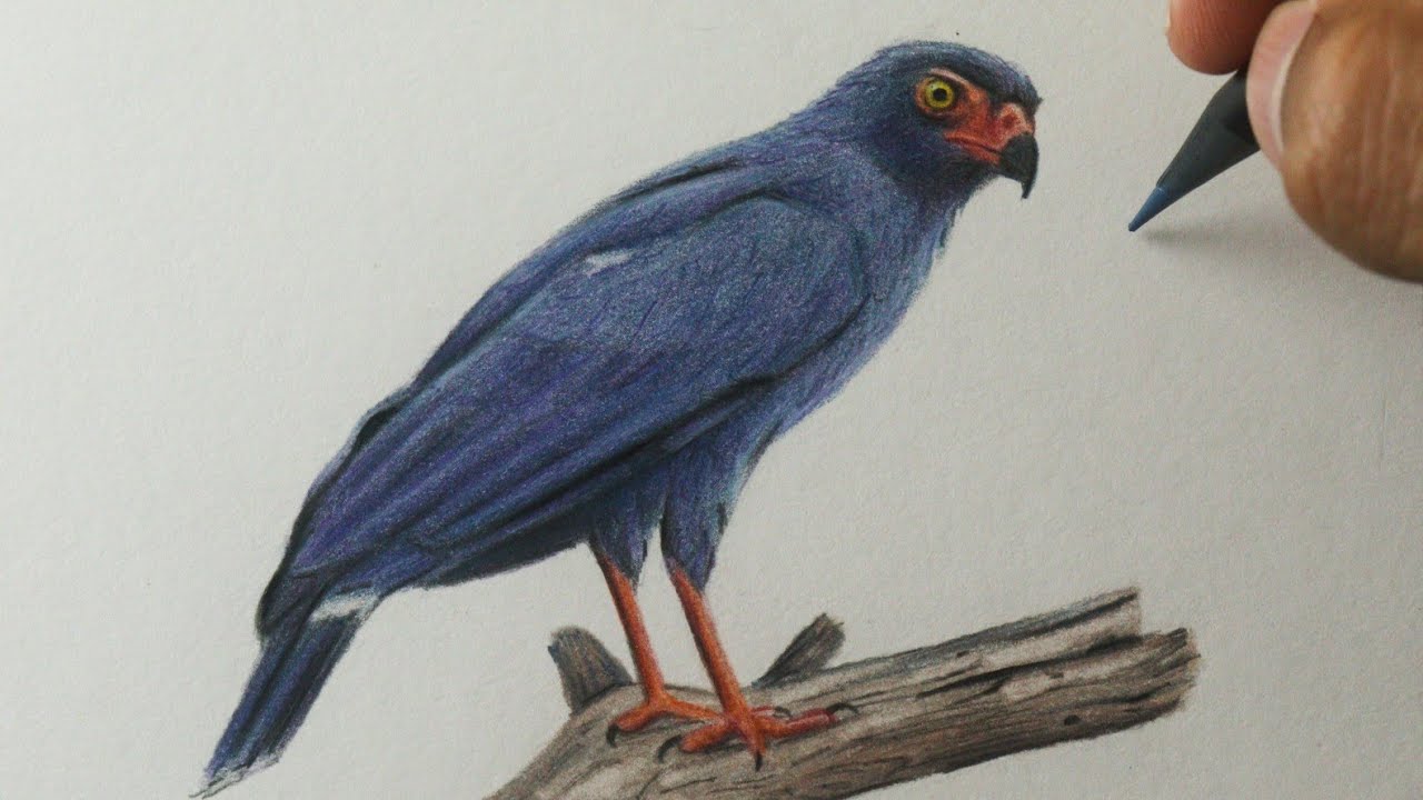 Como desenhar um Gavião azul PASSO A PASSO narrado - YouTube