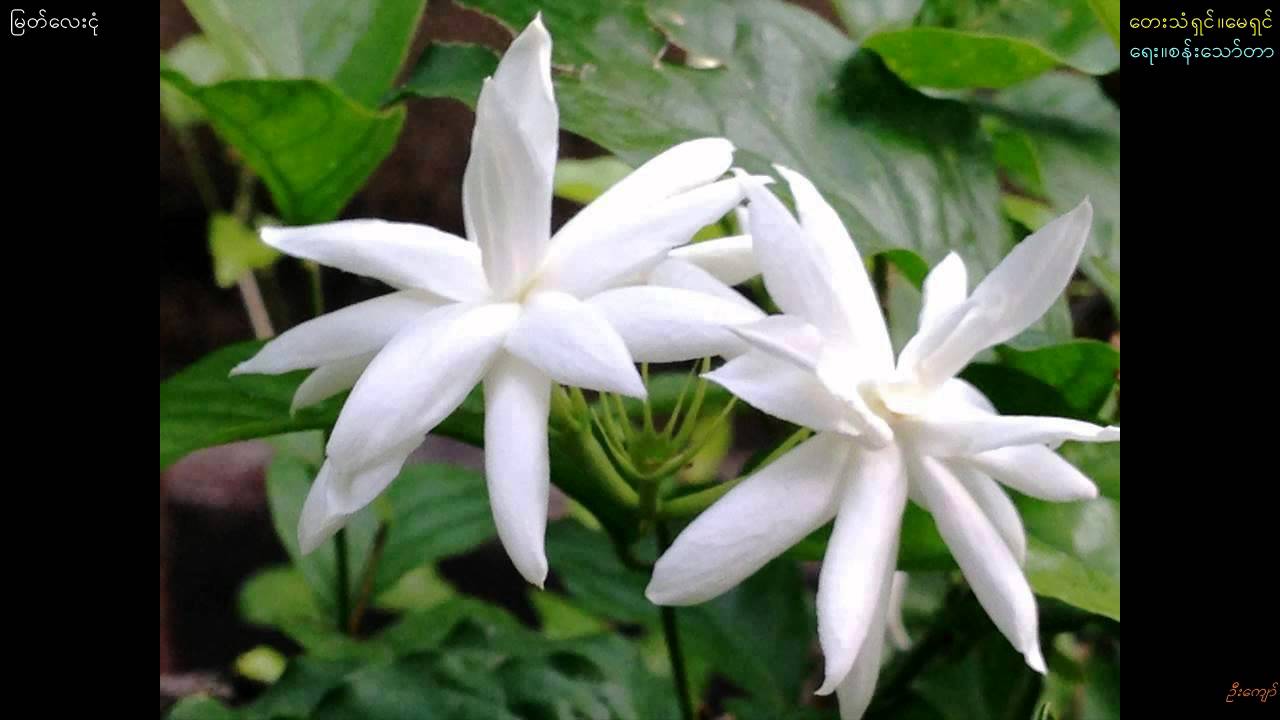 May Shin-"Myat Lay Ngon" - YouTube