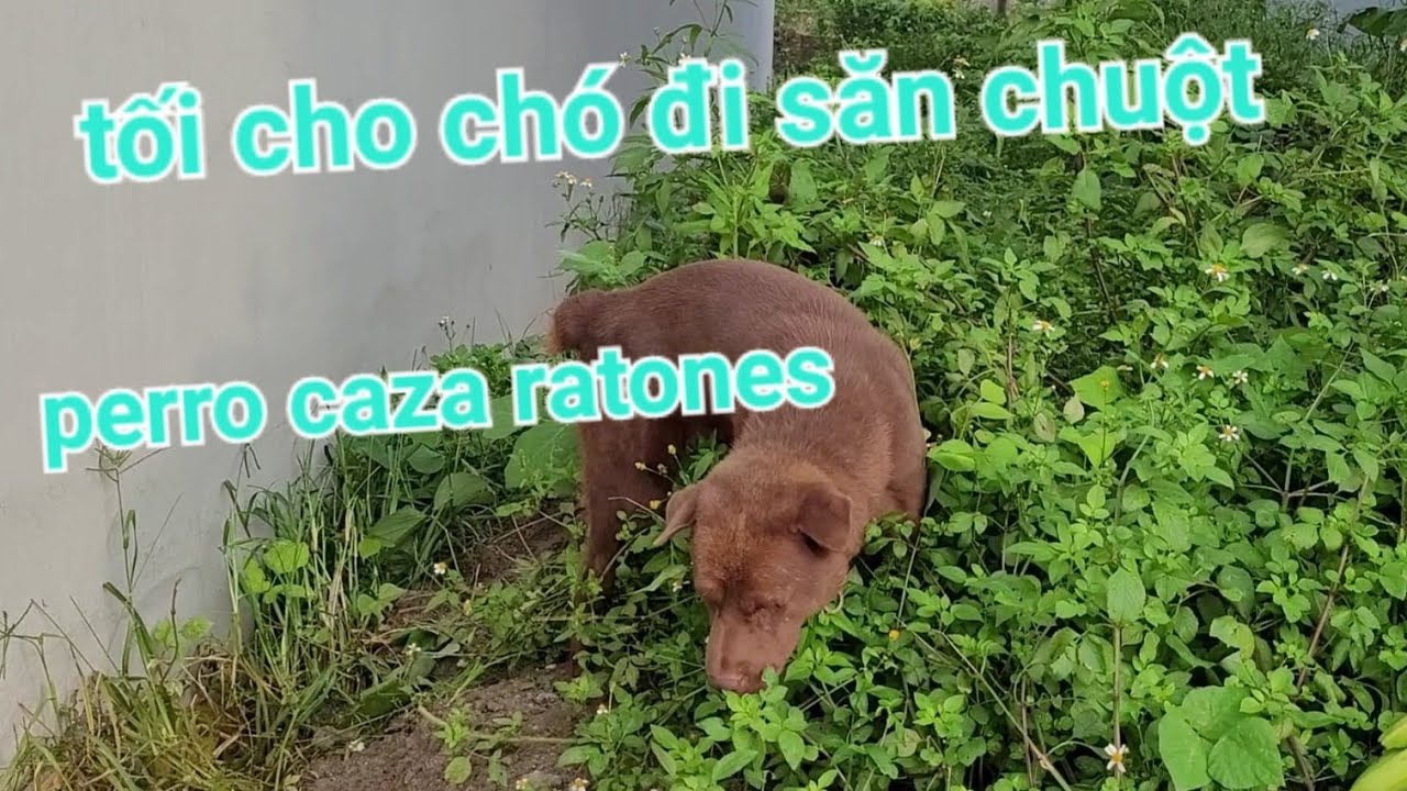 perro caza ratones tối cho chó đi săn chuột - YouTube