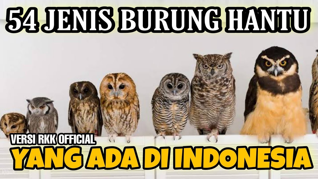 54 JENIS BURUNG HANTU YANG ADA DI INDONESIA #OWL - YouTube