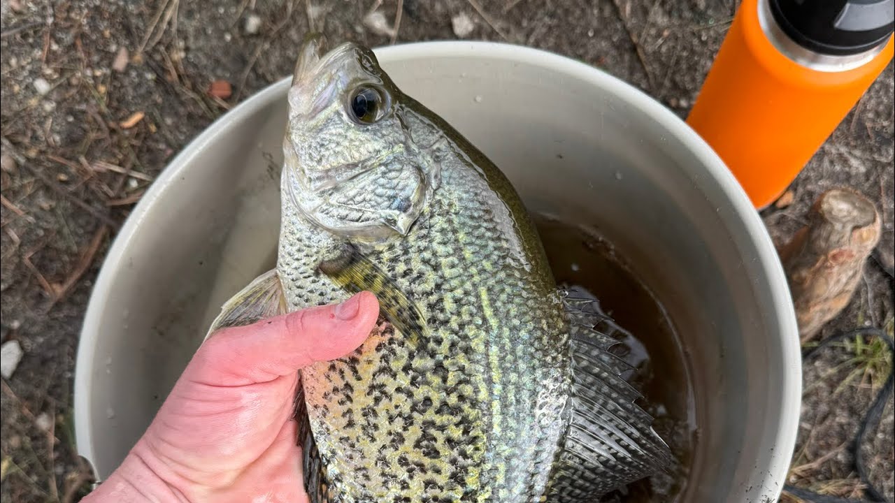 Crappie are one of my favorite fish to catch and eat! - YouTube