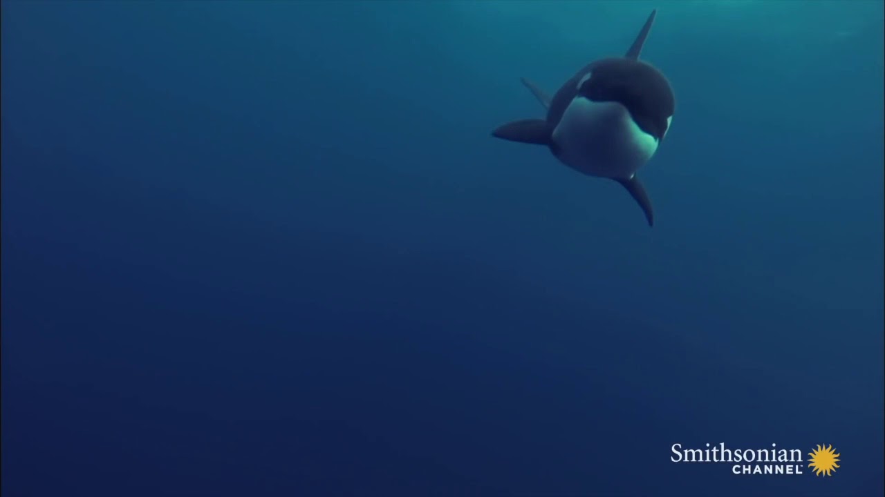 Orca Movie FINAL - YouTube