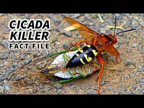 What Birds Eat Cicada Killer Wasps