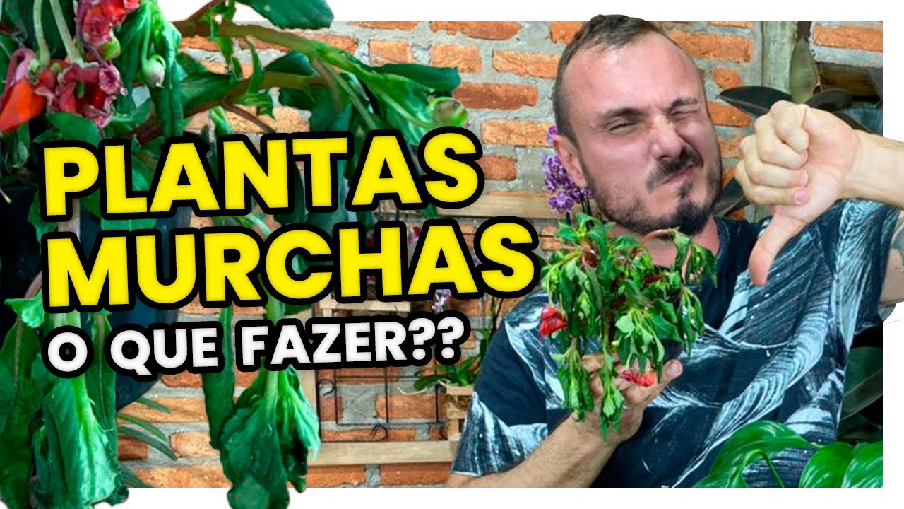 PLANTAS MURCHAS | Aprenda como salvar e regar corretamente - YouTube