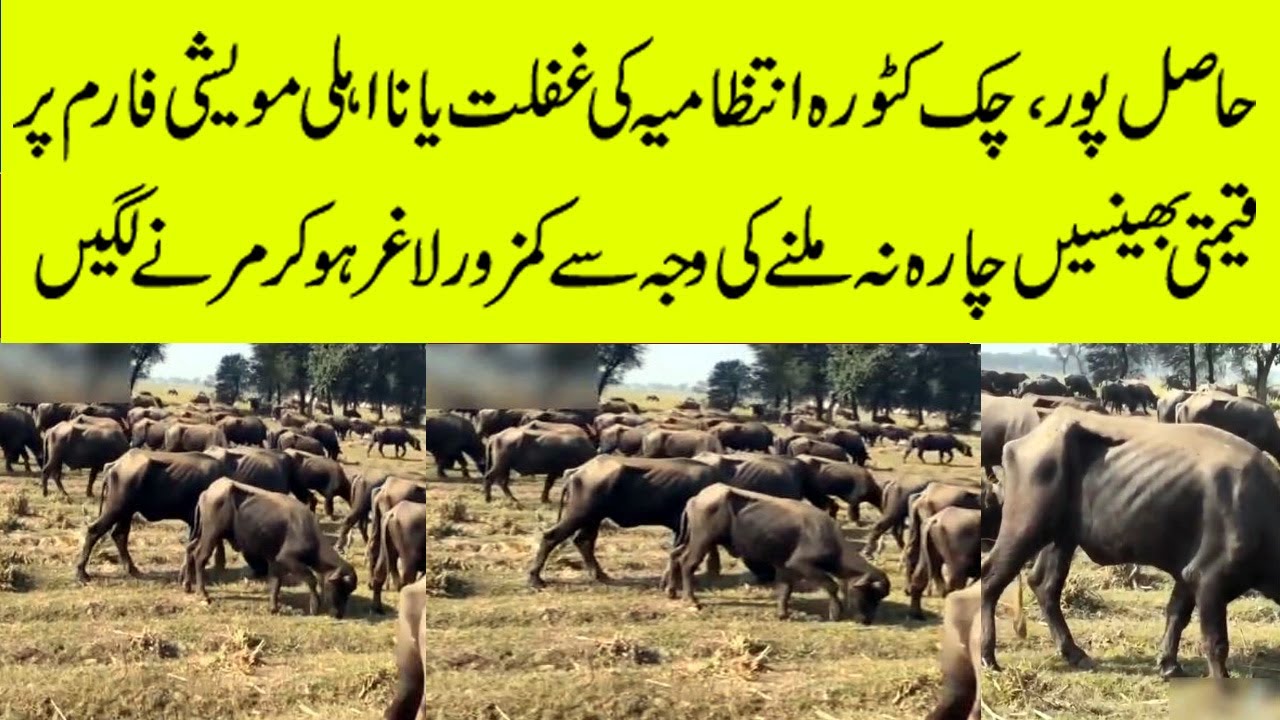 Hasalpur breaking news | Punjab Rang News - YouTube