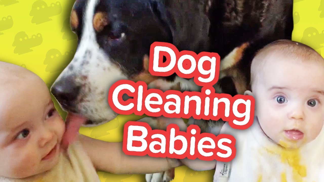 Dogs Cleaning Babies & Dramatic Ponies!! // Funny Animal Compilation ...