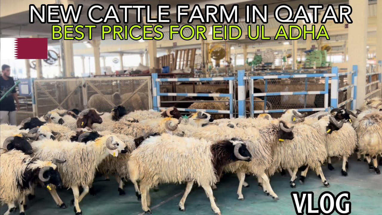 NEW CATTLE FARM IN QATAR | BEST PRICES FOR EID | VLOG | BAKRA MANDI ...