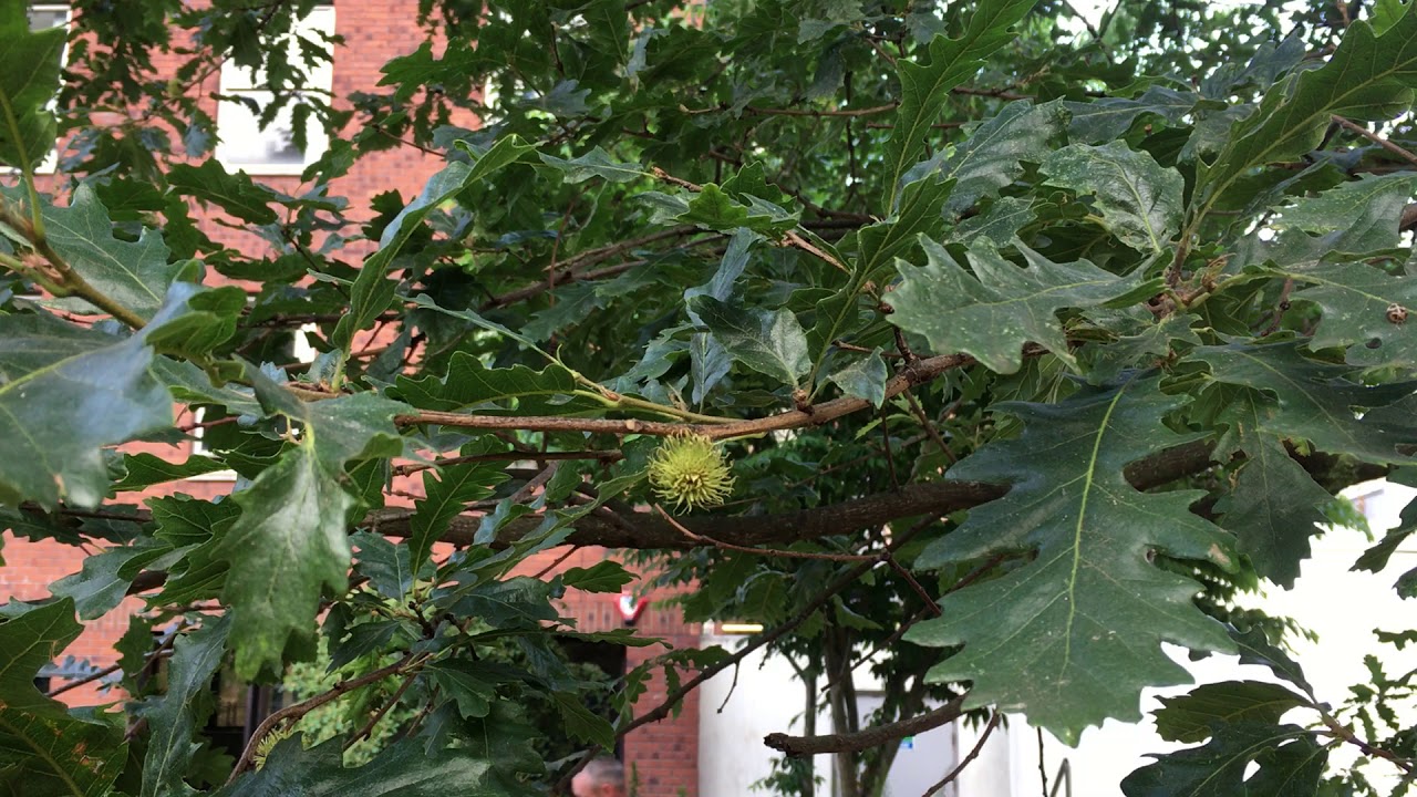 Turkey Oak (Quercus cerris) - leaves & young acorns - July 2018 - YouTube