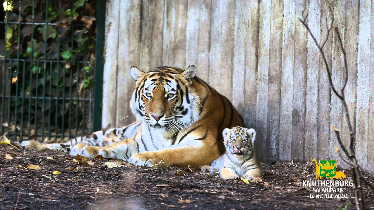 Tiger med unger på vej - YouTube