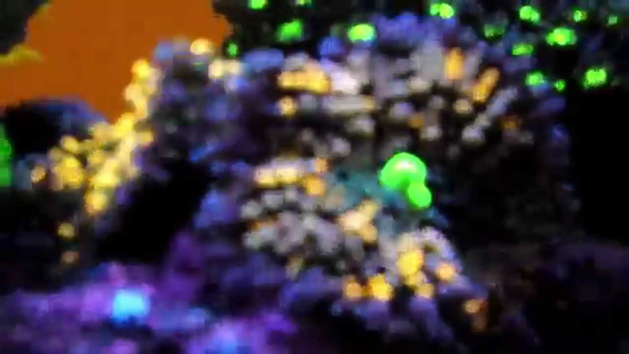 4ft Reef Tank - 6mths old - YouTube