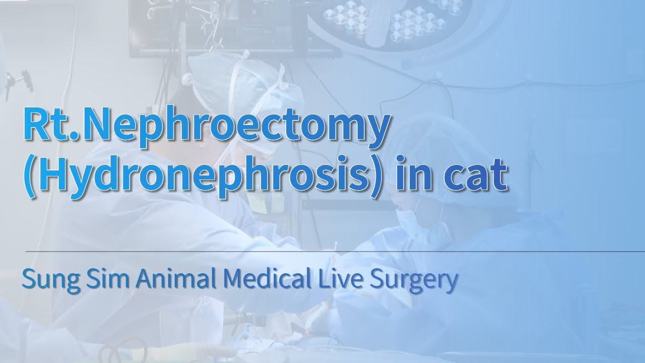 (Warning) Rt.Nephroectomy (Hydronephrosis) in cat Sung Sim Animal ...