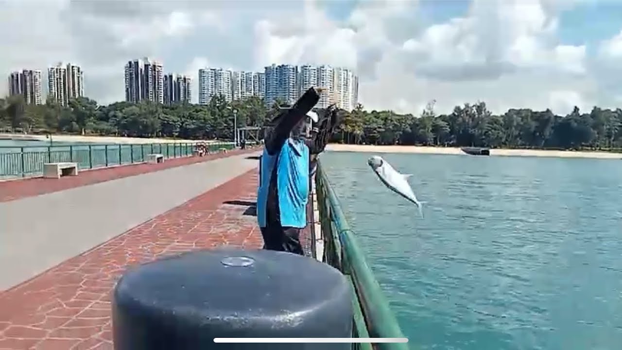 Bedok Jetty, just some fish around - YouTube
