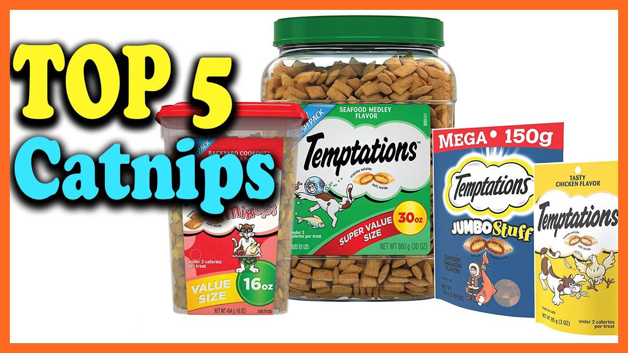 Top 5 Best Catnips of 2021 - YouTube