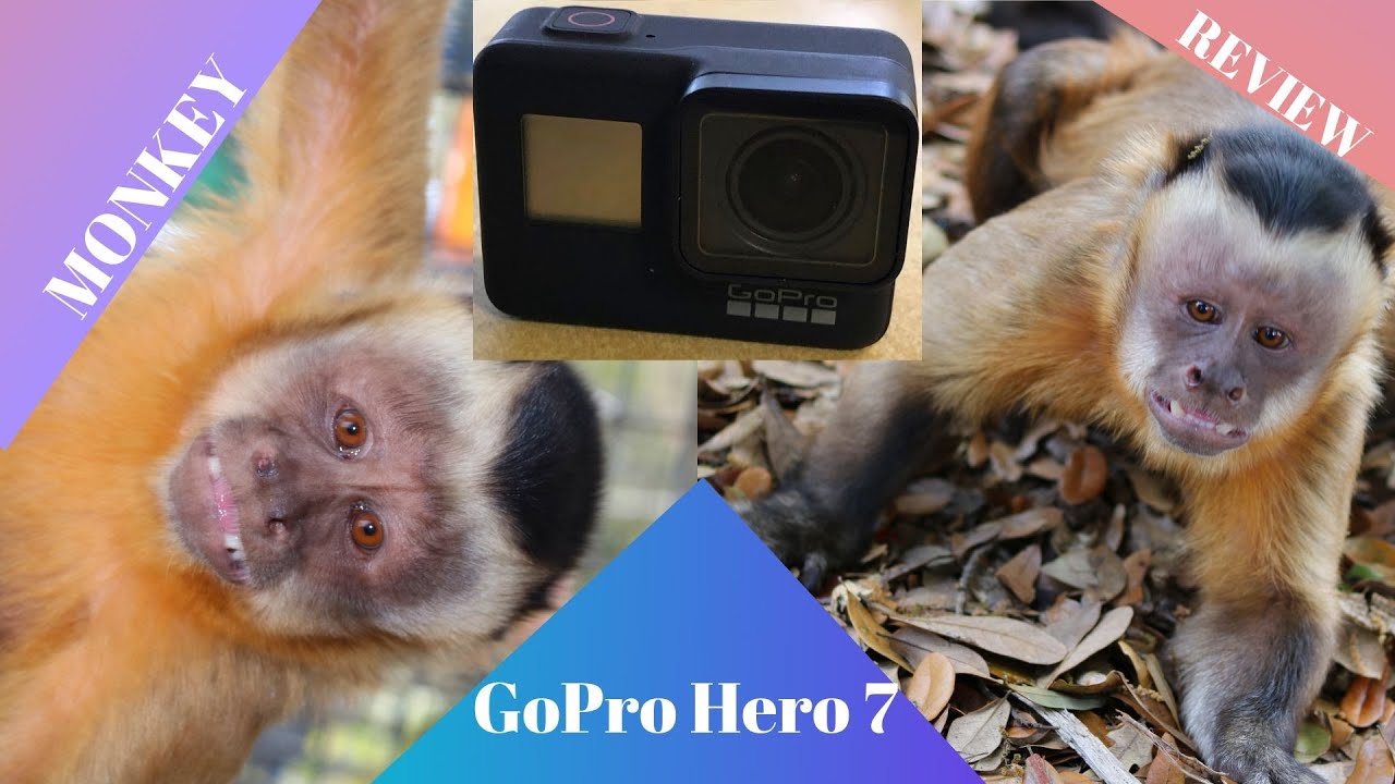 GoPro Hero 7 Monkey Review - YouTube