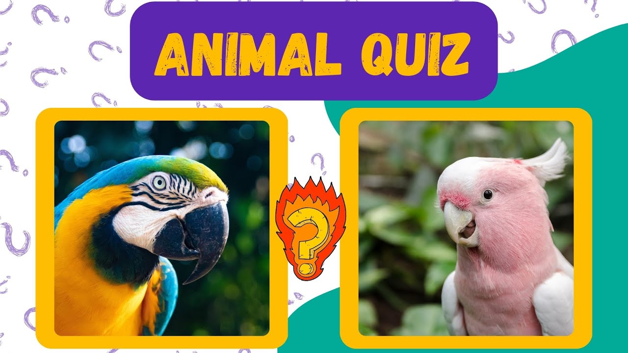 General Knowledge Questions About Animals! 🐘🧠🤯 Animals Knowledge Trivia ...