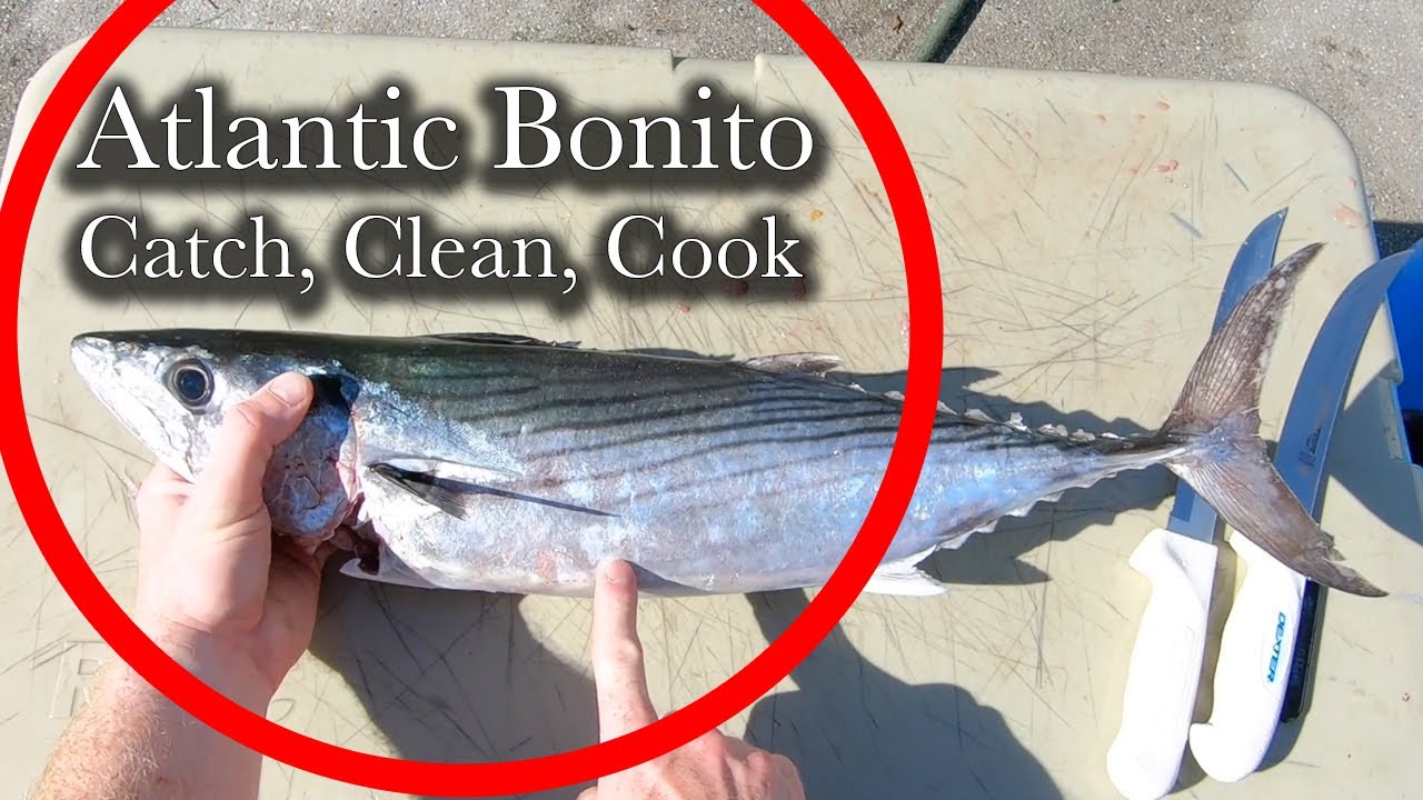 Atlantic Bonito - Catch and Cook - YouTube