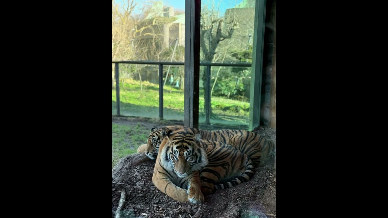 ZSL LONDON ZOO | ANIMALS | BIRDS | UK | BIRTHDAY MONTH | TRAVEL ...