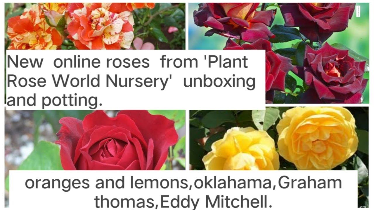 online purchase of rose plants from plants rose world online nursery ...