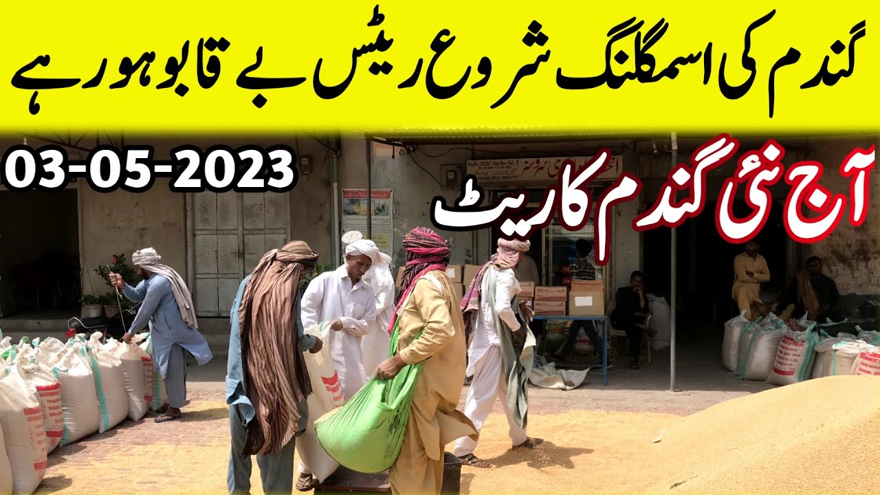 Gundam Rate In Pakistan wheat Price Today In Galla Mandi wheat rate today wheat YouTube gundam-rate-in-pakistan-wheat-price-today-in-galla-mandi-wheat-rate-today-wheat-youtube