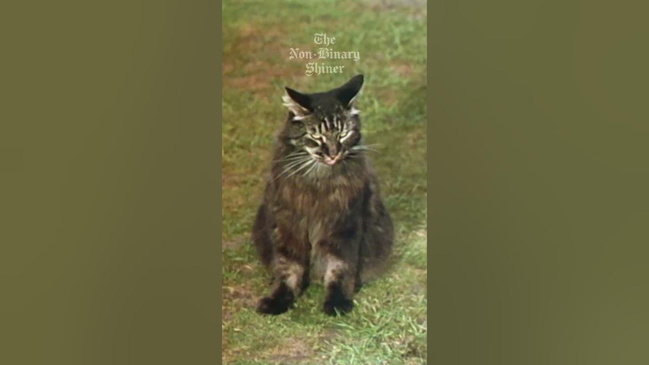 Confuse-a-Cat | Man's Crisis of Identity | Monty Python's Flying Circus ...