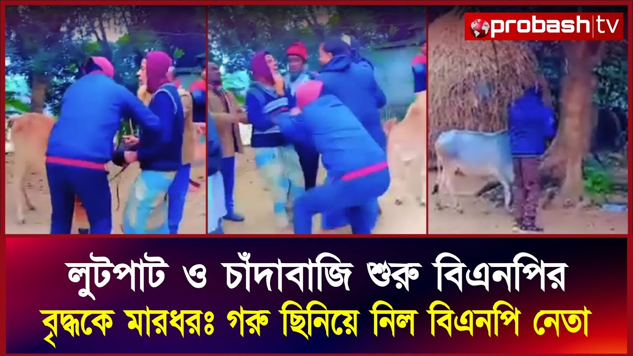 বৃদ্ধাকে মারধর করে গরু ছিনিয়ে নিল বিএনপি নেতারা! BNP | Gafargaon | Mymensingh | Probash Story ...