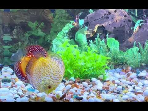 Beautiful Aquarium Fishes 🐡 HD. Discus Fish. - YouTube