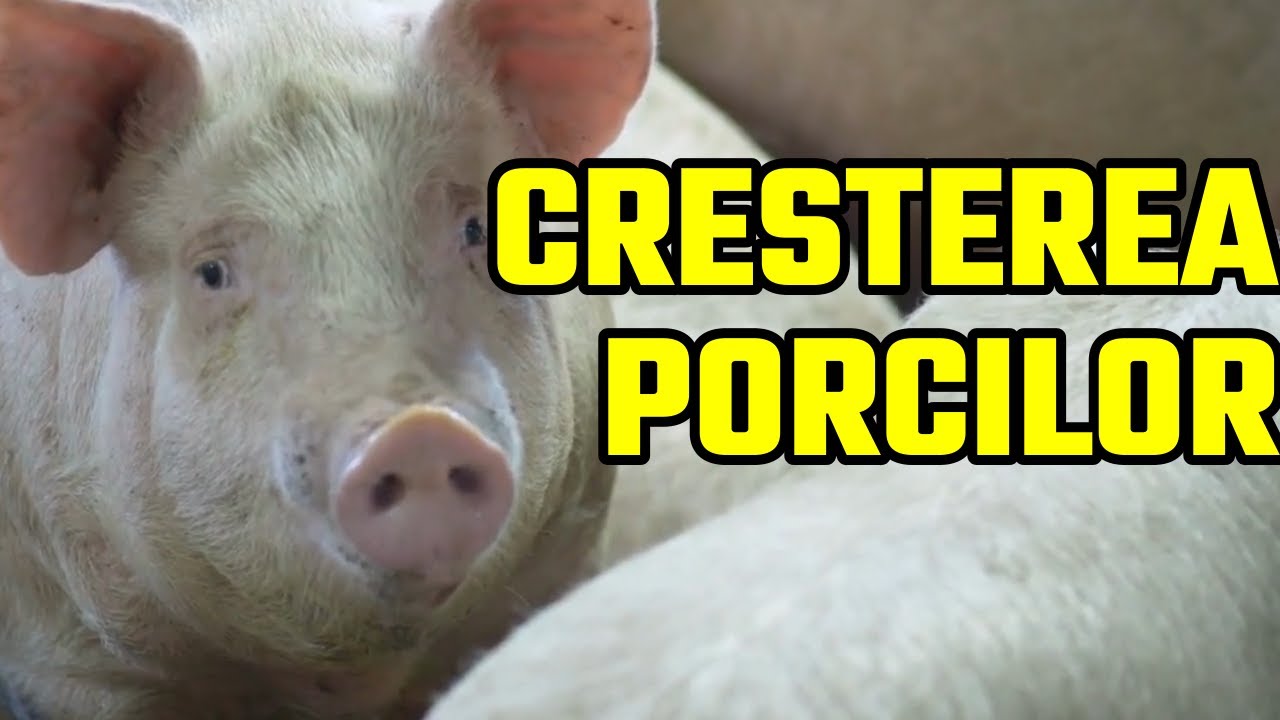 Cresterea Porcilor in gospodarie conditii necesare pentru o buna ...