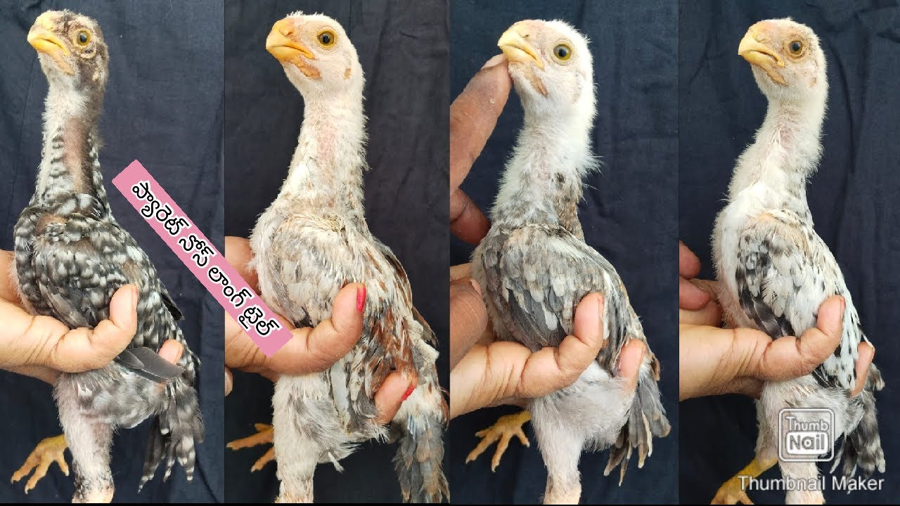 Parrot Beak Long Tail Chicks | 8639717935 | Rythu Market - YouTube