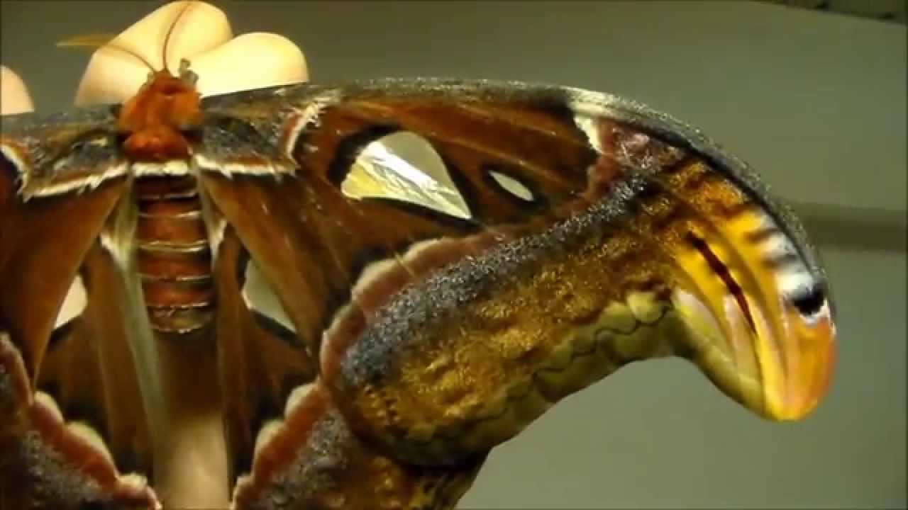 Giant atlas moth(HD) female - YouTube