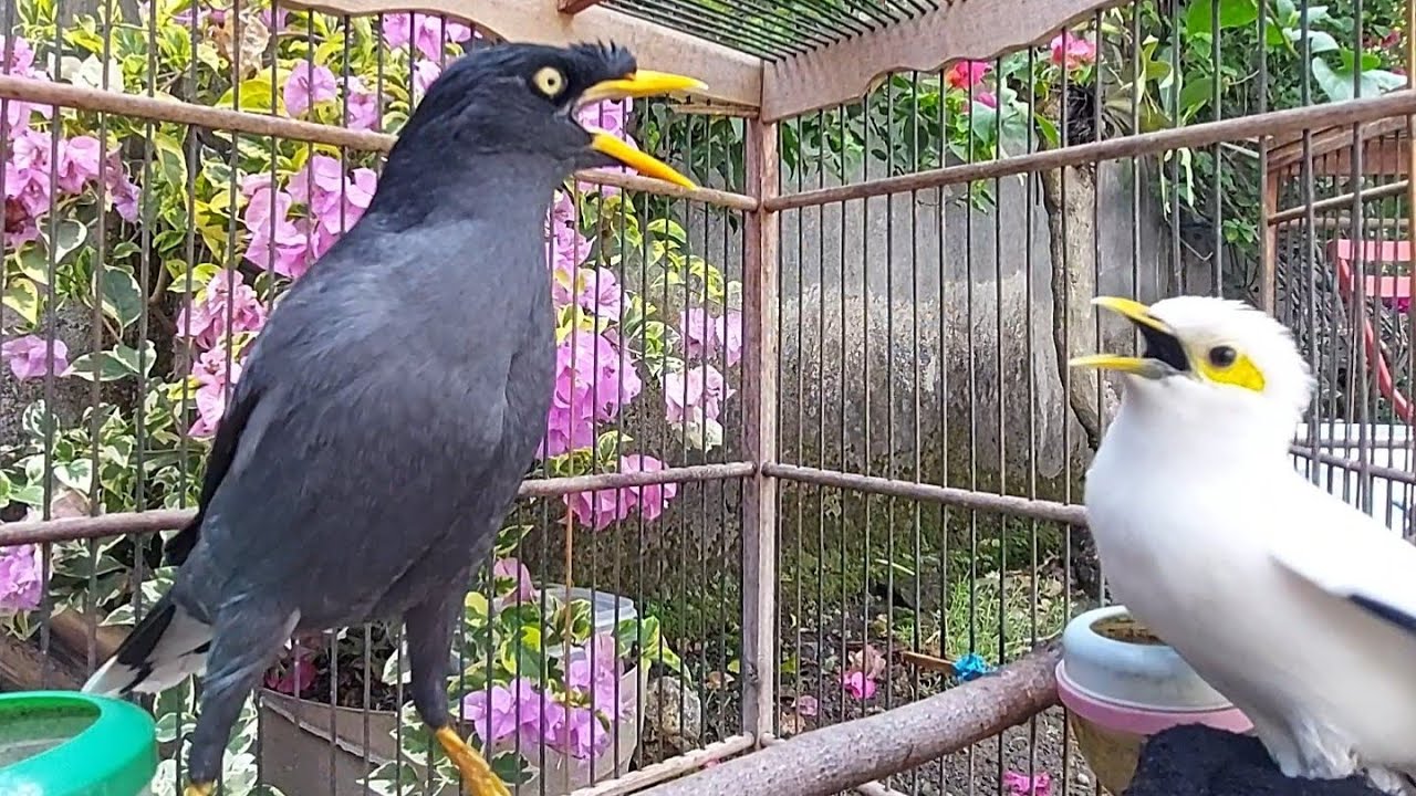 Jalak Kebo Betina Adu Suara Sama Jalak Putih Muda Manggut2 Full ...