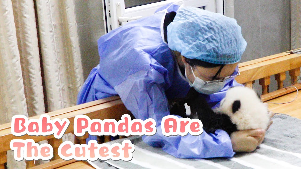 Holding Baby Panda In The Hands Is The Best Thing Ever | iPanda - YouTube