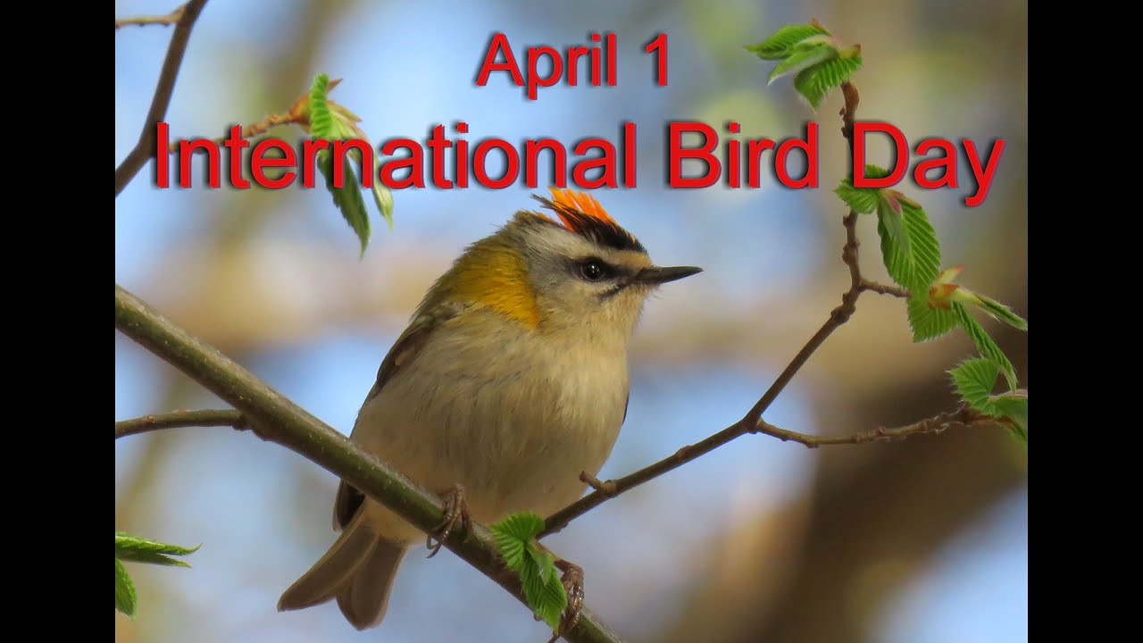 International Bird Day, 1. duben Mezinárodní den ptactva - YouTube