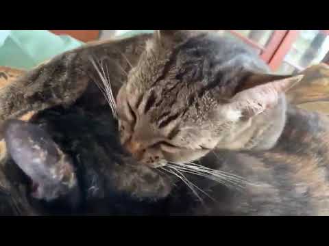 Wonzee and Toozie - YouTube