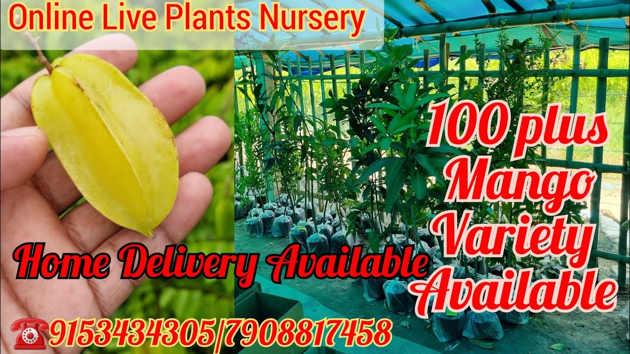 Online Live Plants Nursery Home Delivery Service Available - YouTube