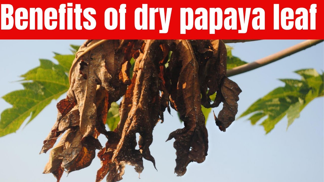 How to Use Dry Papaya leaf - YouTube
